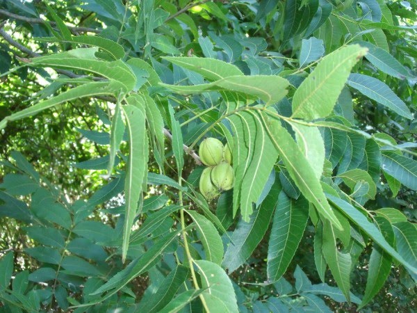 Things I Love: Day 10...Pecan Tree